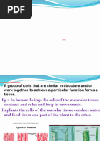 Tissues Class 9 Notes | PDF | Epithelium | Tissue (Biology)