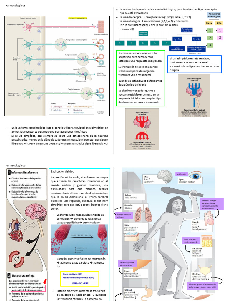 U1-T2-Fármacos de Acción Sobre El Sistema Autónomo PARASIMPÁTICO-PARTE 2 | PDF | Neurona | Corazón