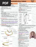 Músculos Do Tórax | PDF | Anatomia humana | Sistema Locomotor
