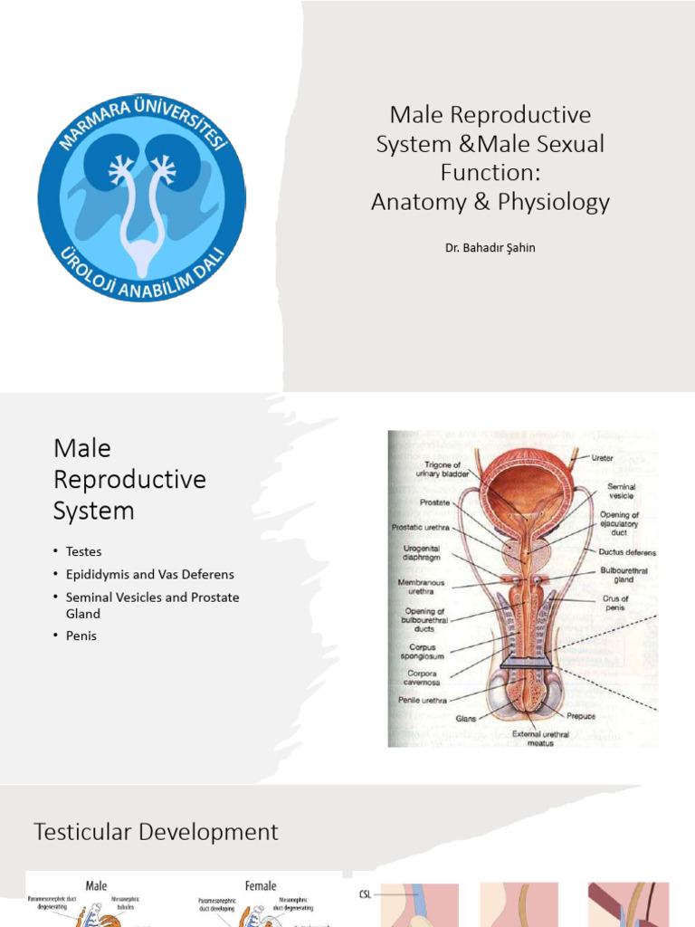 Male Reproductive Anatomy & Function Guide | PDF | Testicle | Prostate