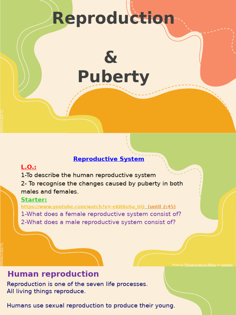 44. Puberty & the Reproductive system | PDF | Reproductive System ...