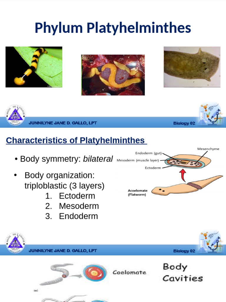 3 Phylum Platyhelminthes | PDF