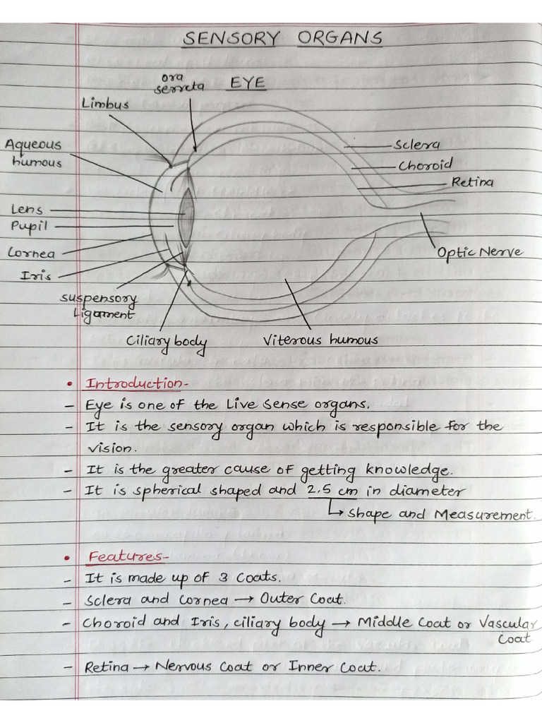Sensory Organ (1) | PDF
