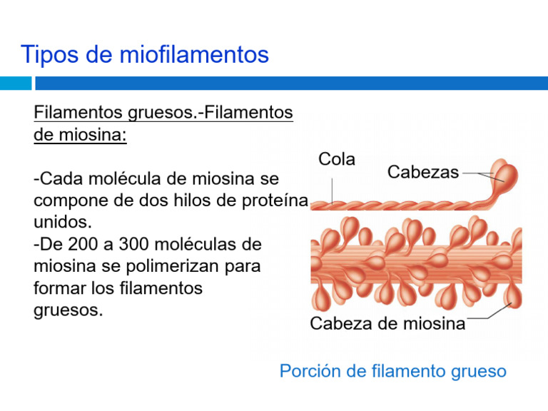 Estructura de los Miofilamentos | PDF