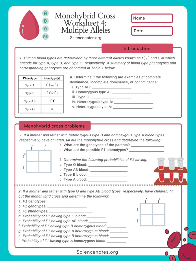 Monohybrid Cross 4 Multiple Alleles | PDF