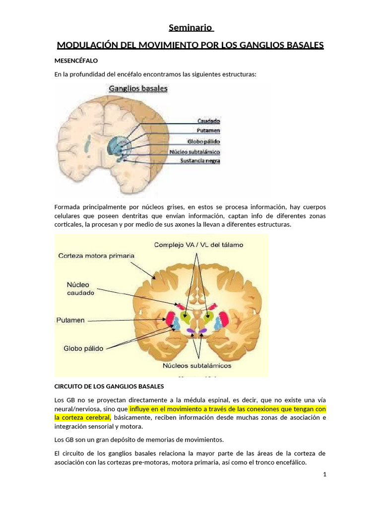Seminario 2do Cuatri | PDF | Cerebelo | Ganglios basales
