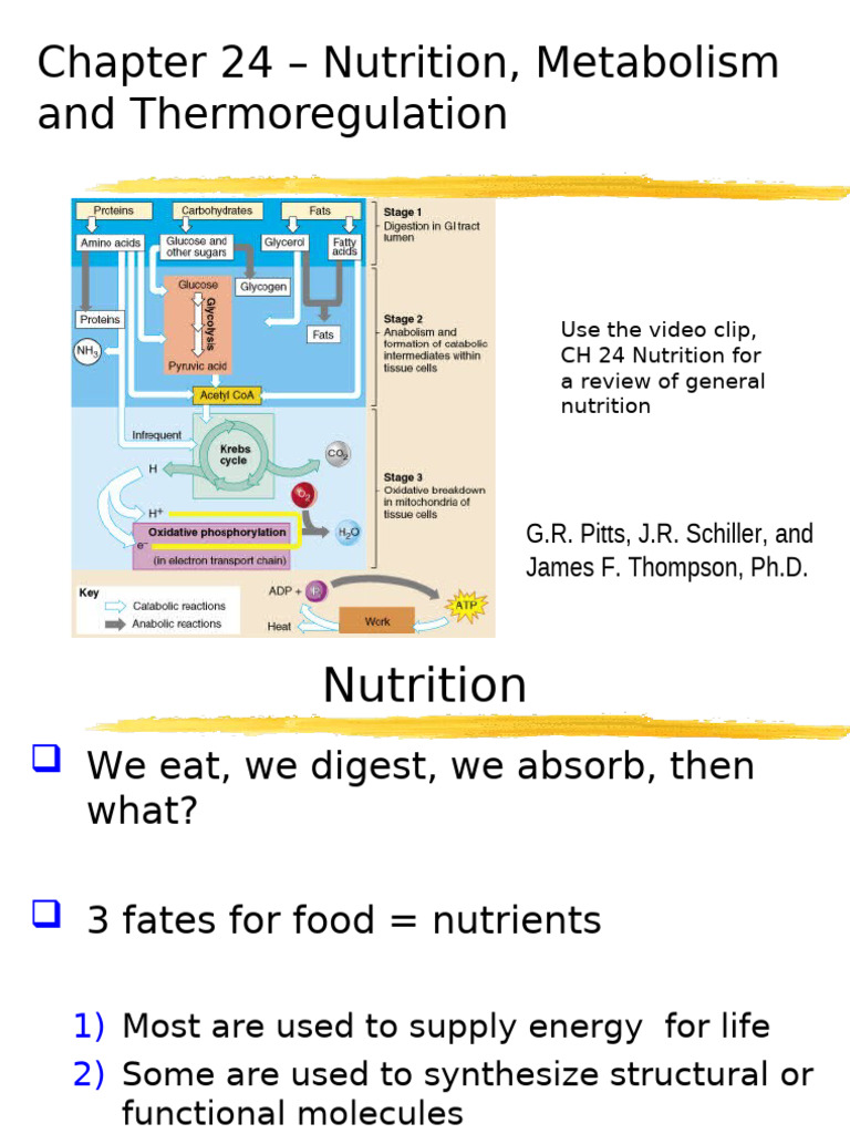 Nutrition, Metabolism, and Energy Regulation | PDF | Diet & Nutrition ...
