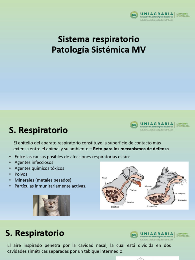 Sist Resp 1 | PDF | Pulmón | Sistema respiratorio