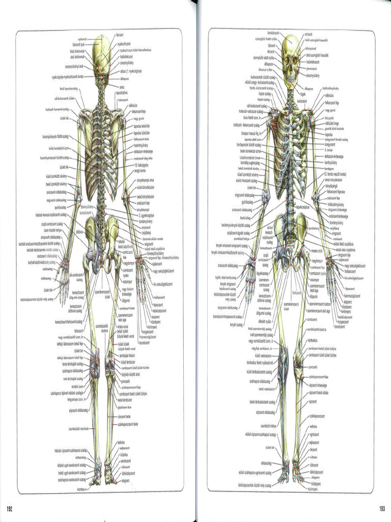 frederic-delavier-sportanatomia_fontos | PDF