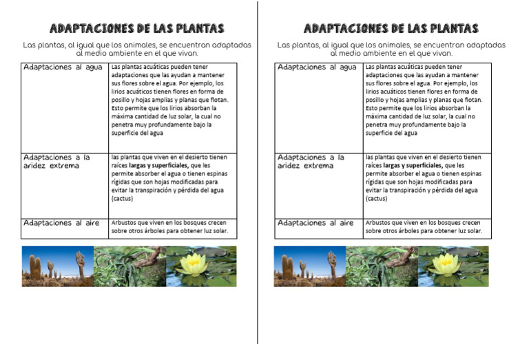 Ejemplos de Adaptaciones de Plantas | PDF | Hoja | Plantas