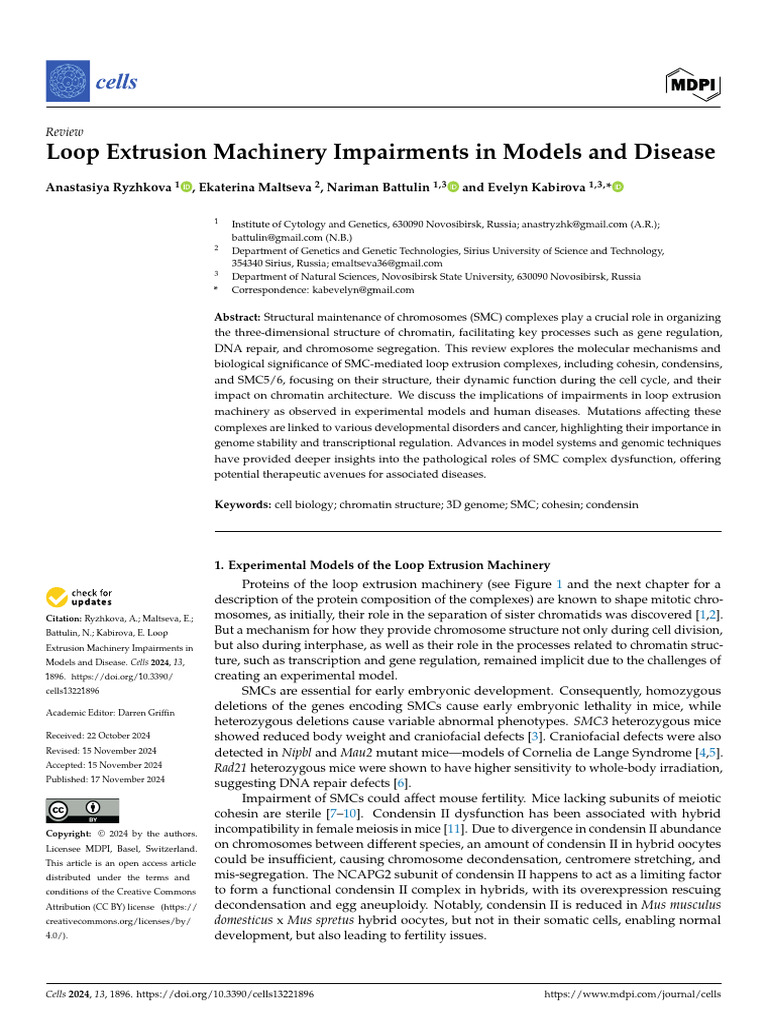 Loop Extrusion Machinery Impairments in Models and Disease: Review | PDF | Mitosis | Chromatin