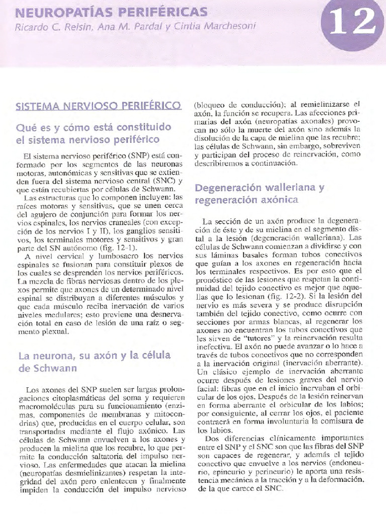 Clasificación de Neuropatías Periféricas | PDF | Nervio | Axon