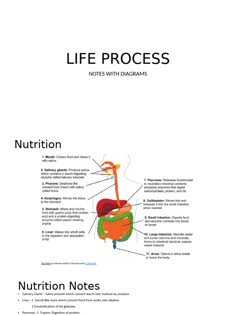 LIFE PROCESS (Nutrition) | PDF