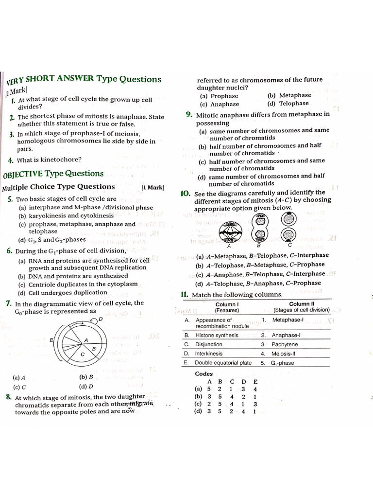 Cell Cycle and Cell Division Questions | PDF