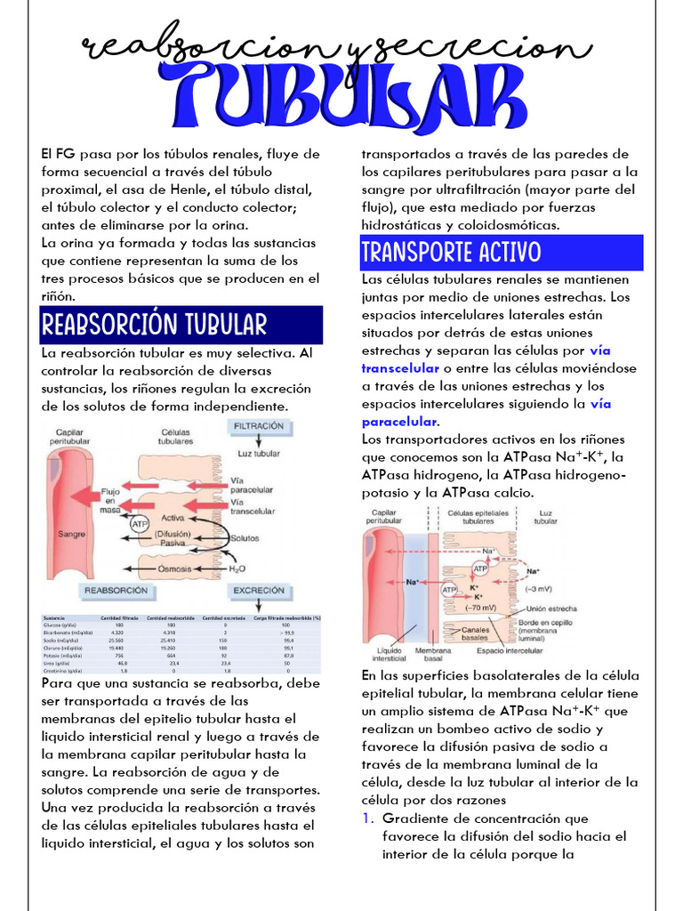 Reabsorción y Secreción en Riñones | PDF | Riñón