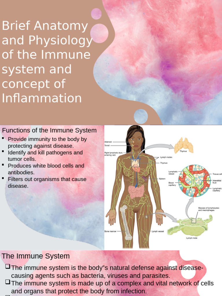 Immune System Anatomy and Functions | PDF | Lymphatic System | Immune ...