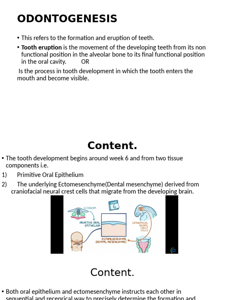 Odontogenesis Group One | PDF | Human Tooth | Dental Anatomy