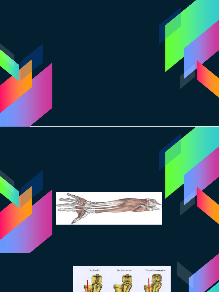 Anatomía del Antebrazo: Huesos y Músculos | PDF | Articulación | Codo