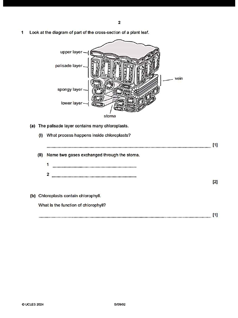 Copy Work Homework Photosynthesis and Carbon Cycle. | PDF