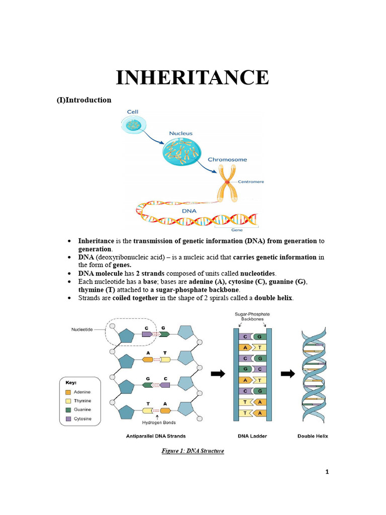 Genes and Chromosomes Worksheet Answers | PDF | Meiosis | Mitosis