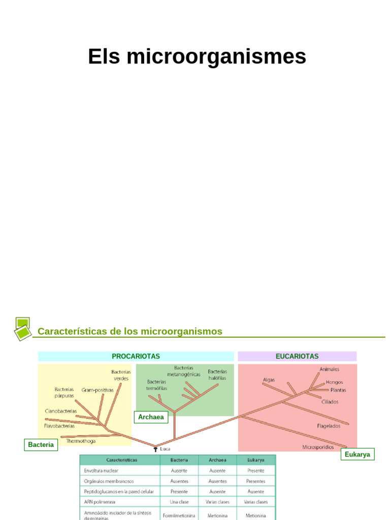 Els Microorganismes | PDF | Las bacterias | Virus