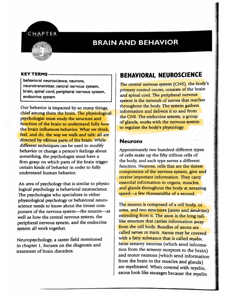 06 Chapter 3 Brain and Behaviour | PDF