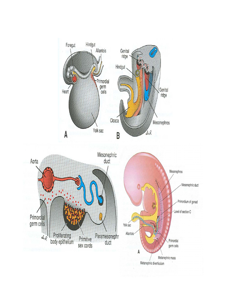 Real Images of Male Reproductive System | PDF | Sexual Anatomy ...