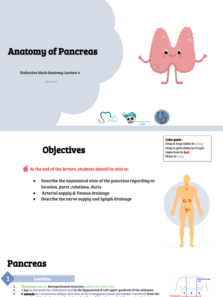 Lecture (4) Anatomy of Pancreas | PDF | Pancreas | Anatomy