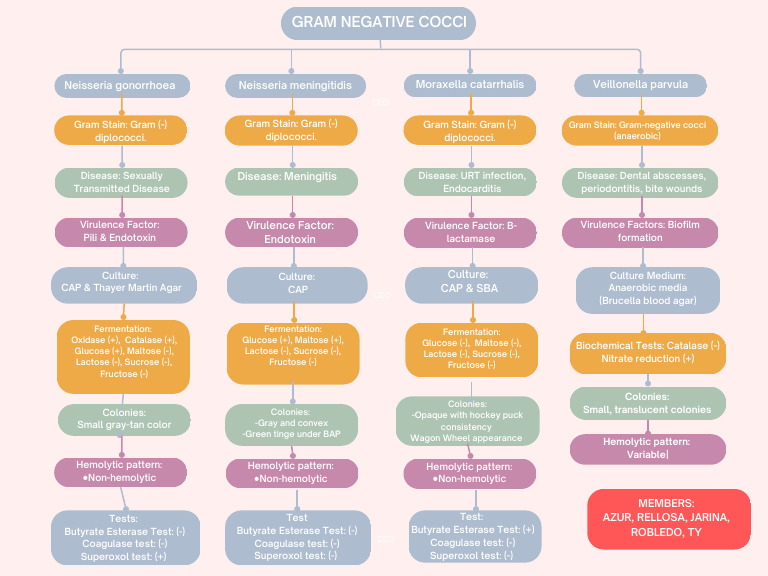 Gram Negative Cocci Identification Guide | PDF | Gram Negative Bacteria ...