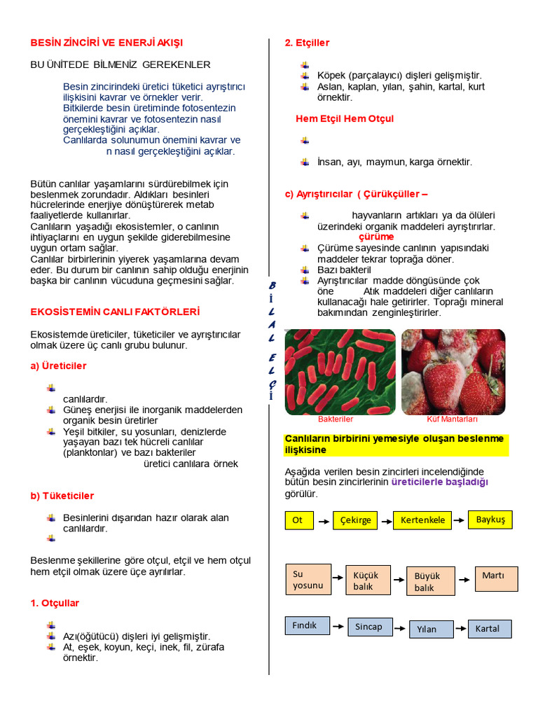 Besin Zinciri Ve Enerji Akışı | PDF