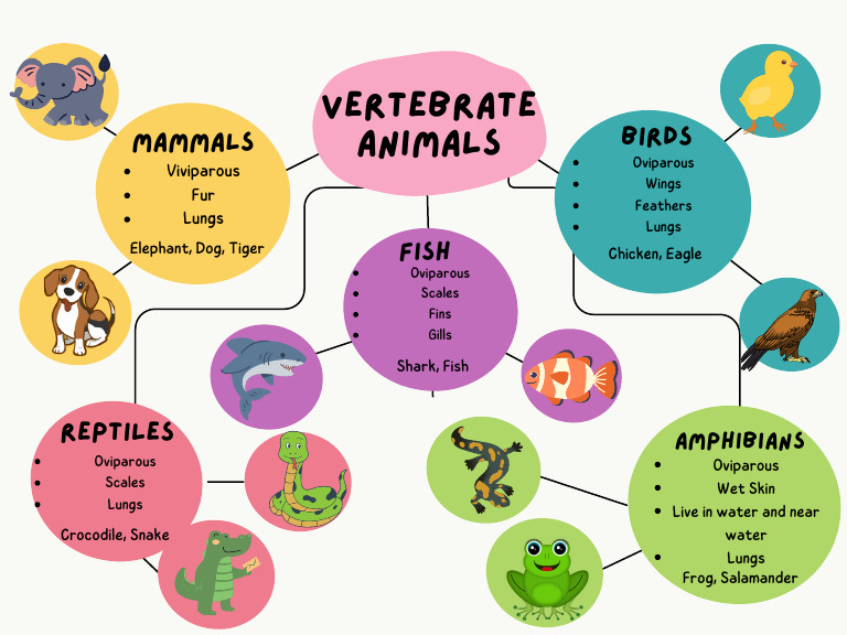 Vertebrate Animals Overview | PDF