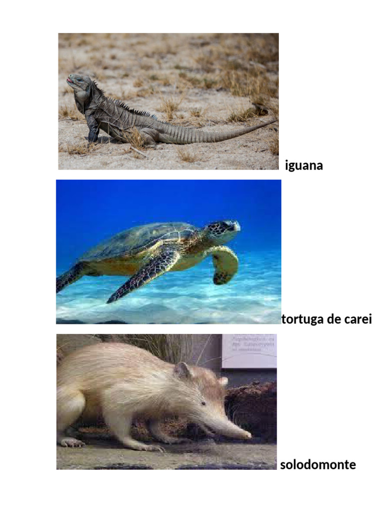 Animales en Peligro de Extincion de RD | PDF