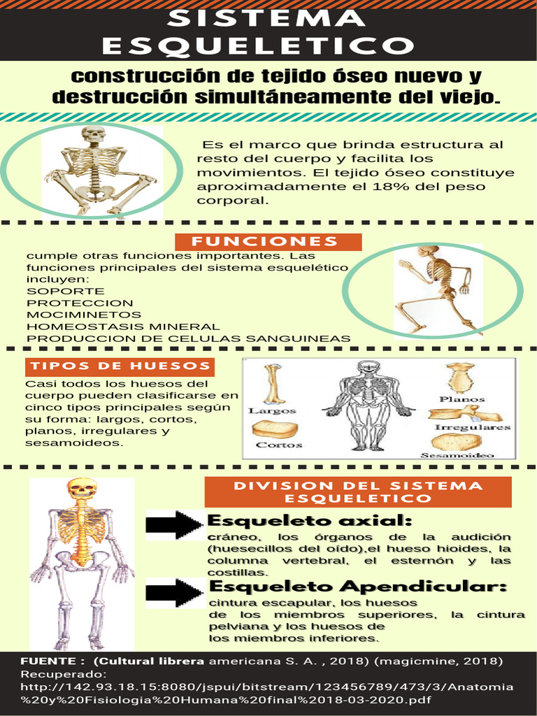 Funciones y Tipos del Sistema Esquelético | PDF