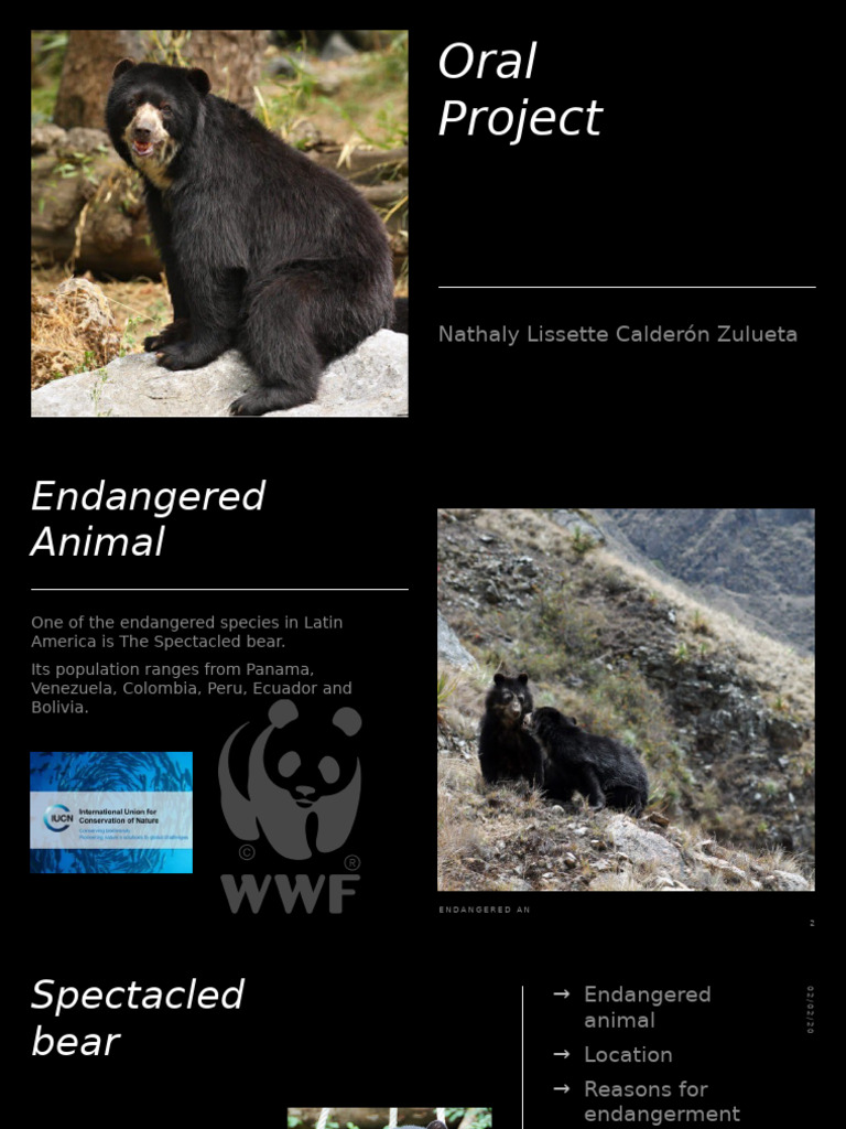 Spectacled Bear: Endangered Species Overview | PDF