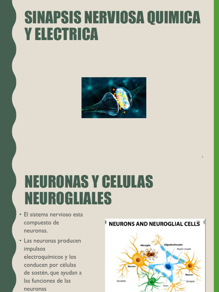 sinapsis 2023.pptx (1) | PDF | Neurona | Sinapsis