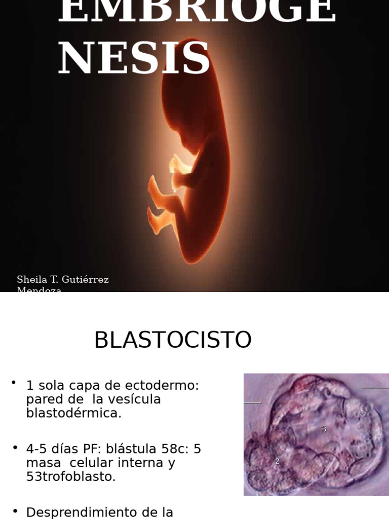 Embriogénesis y Desarrollo Placentario | PDF | Placenta | Anatomía