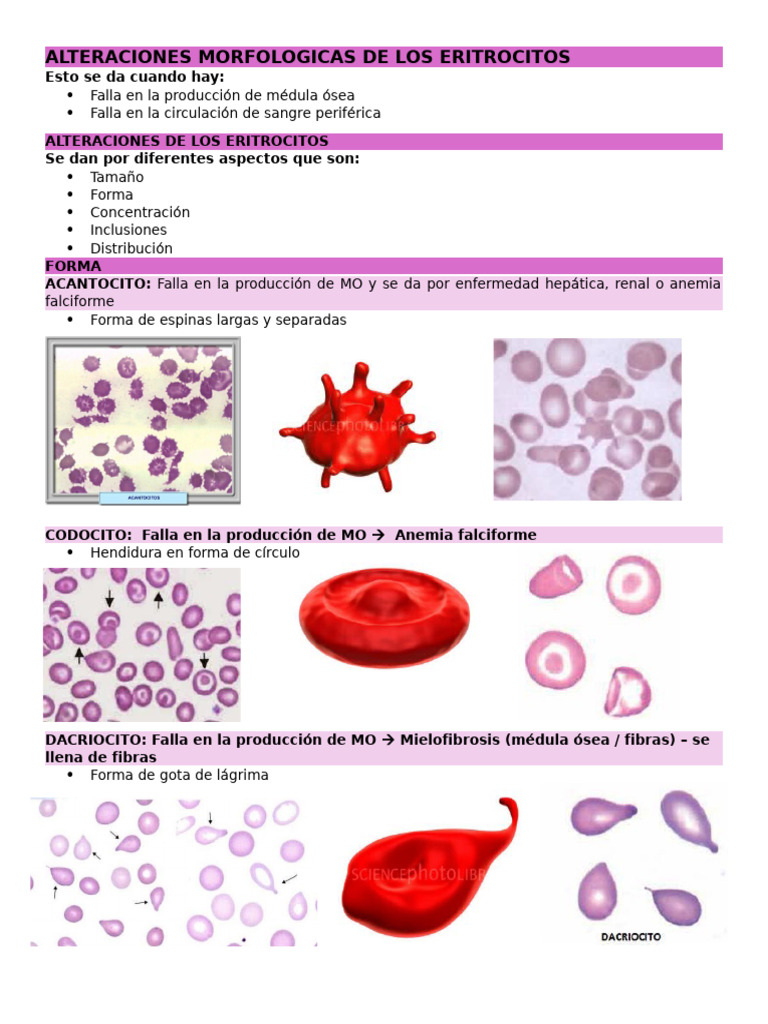 Alteraciones Morfológicas de Eritrocitos | PDF | Glóbulo rojo | Anemia