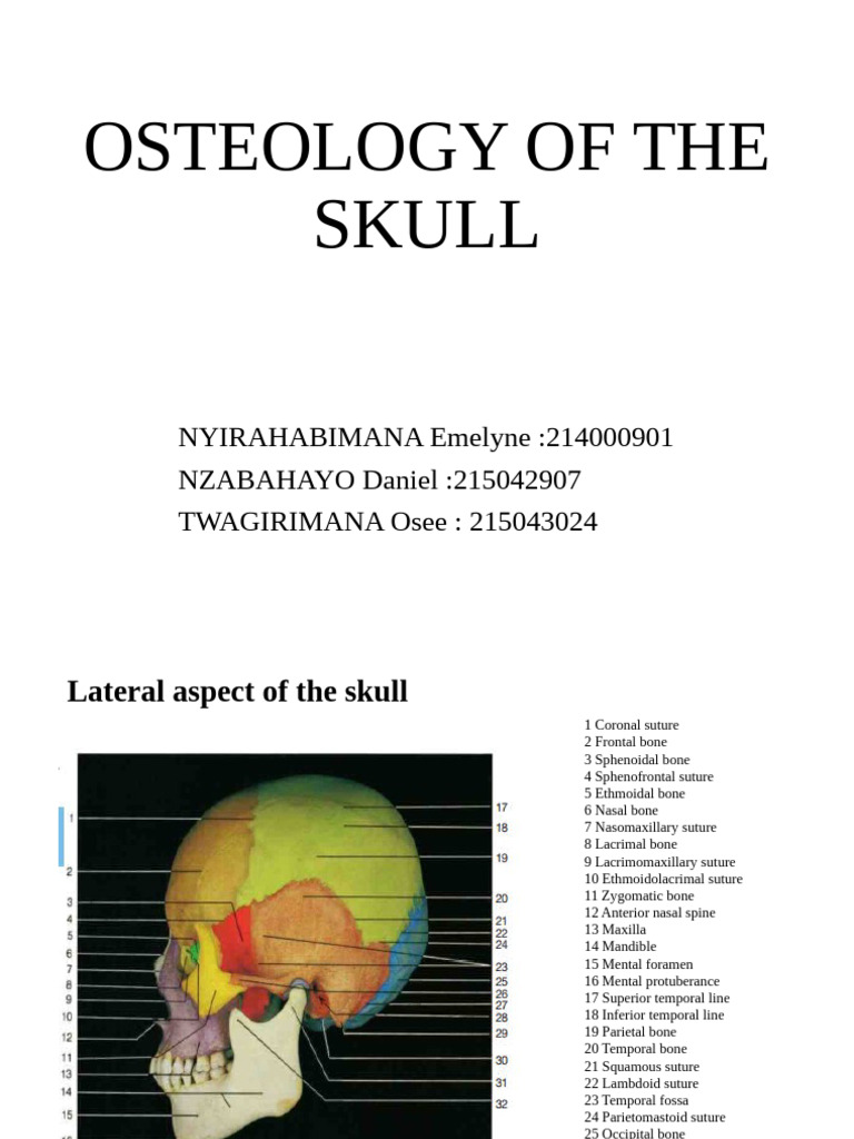 Osteology of The Skull Final | PDF | Skull | Musculoskeletal System