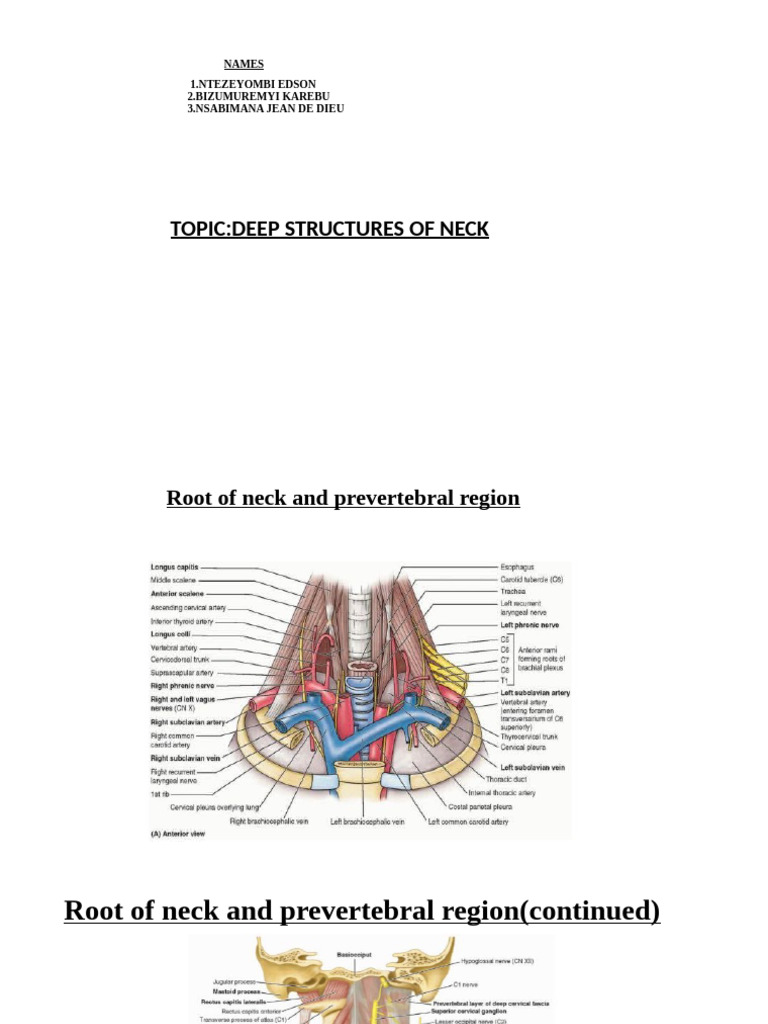 Deep Structures of Neck-1 | PDF