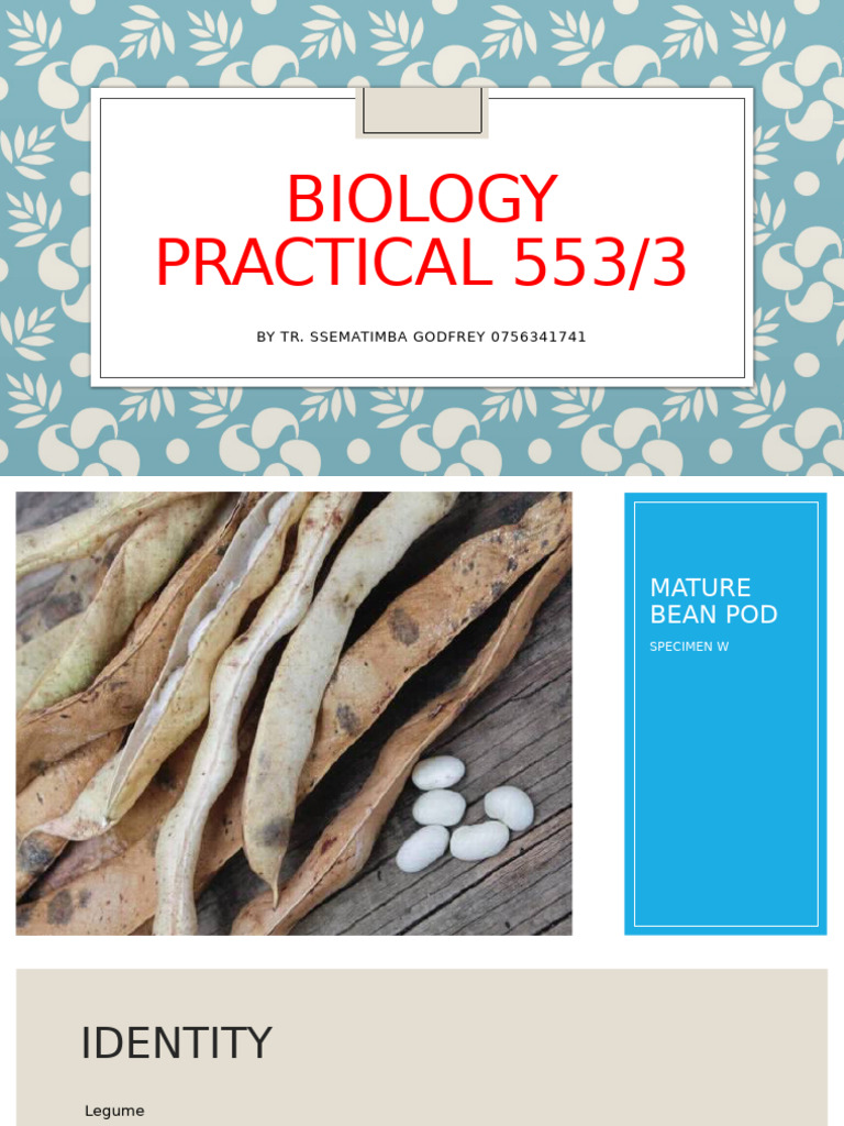 Biology Practical 553 | PDF | Fruit | Botany