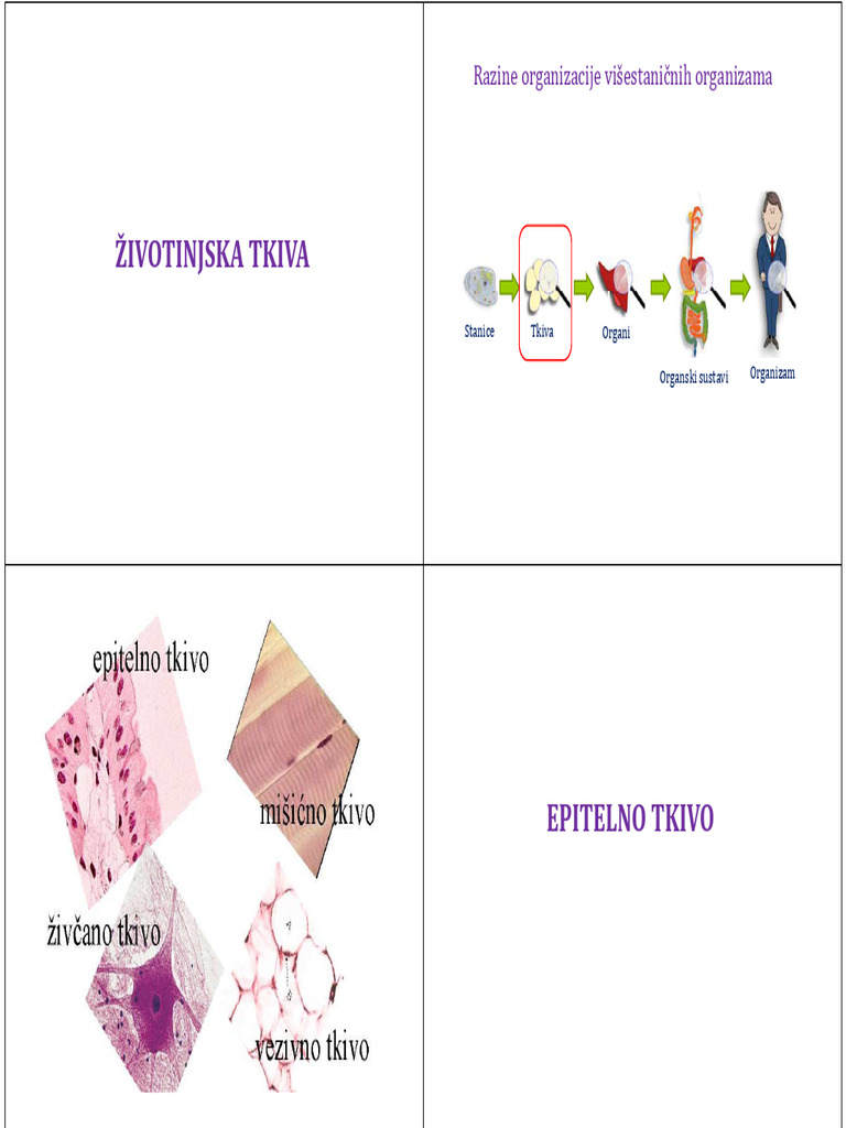 Zivotinjska Tkiva | PDF