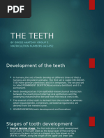 Teeth Eruption and Calcification Chart | PDF | Tooth | Human Head And Neck