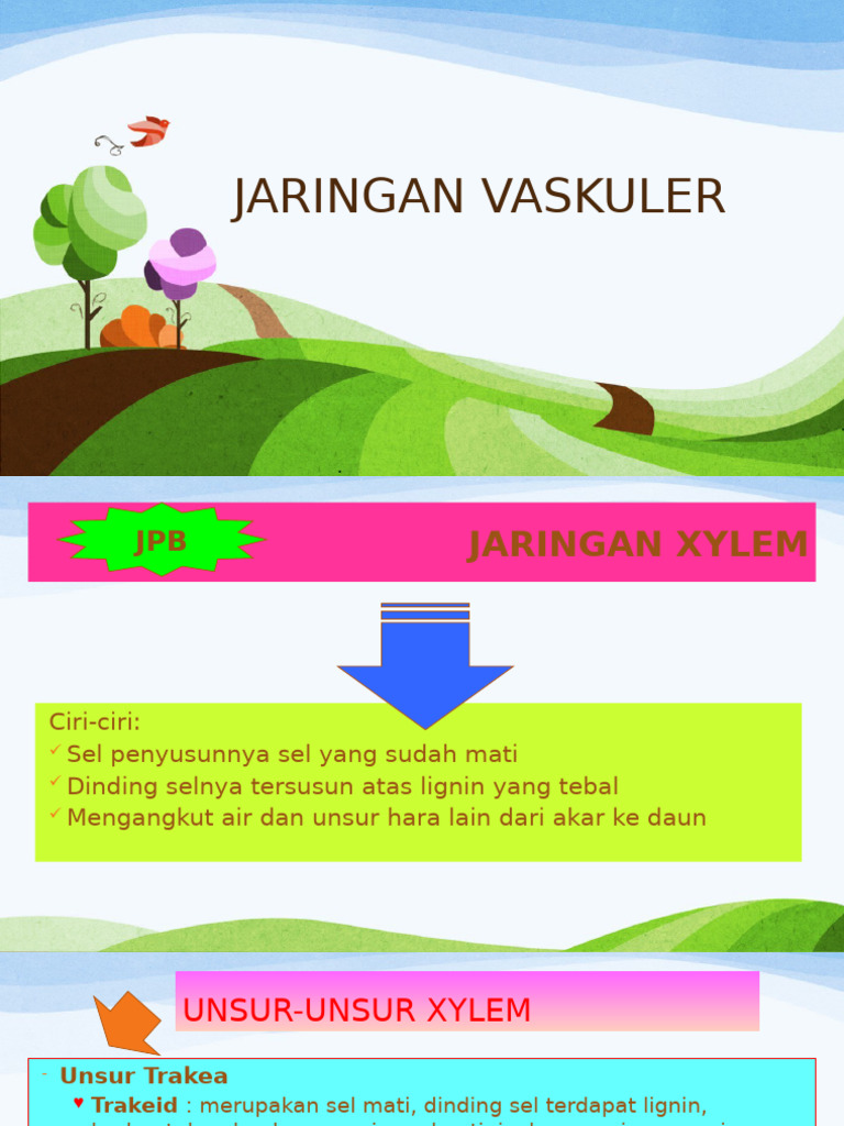 Pertemuan 6. Jaringan Vaskuler | PDF