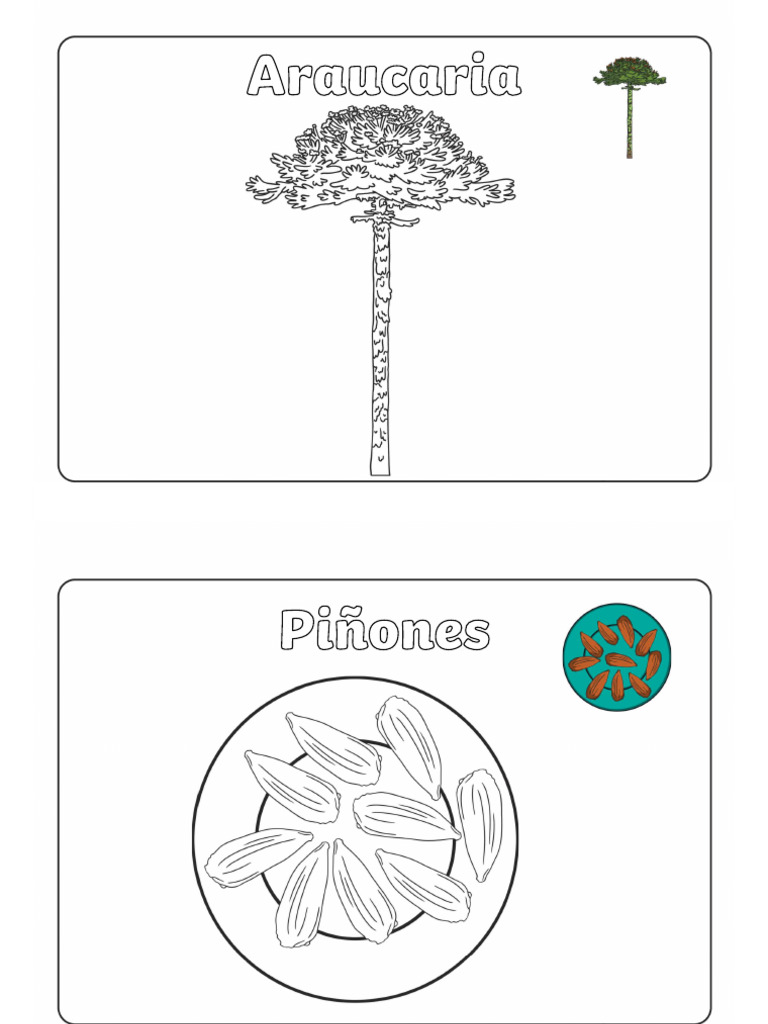 Flora Chilena para Colorear | PDF