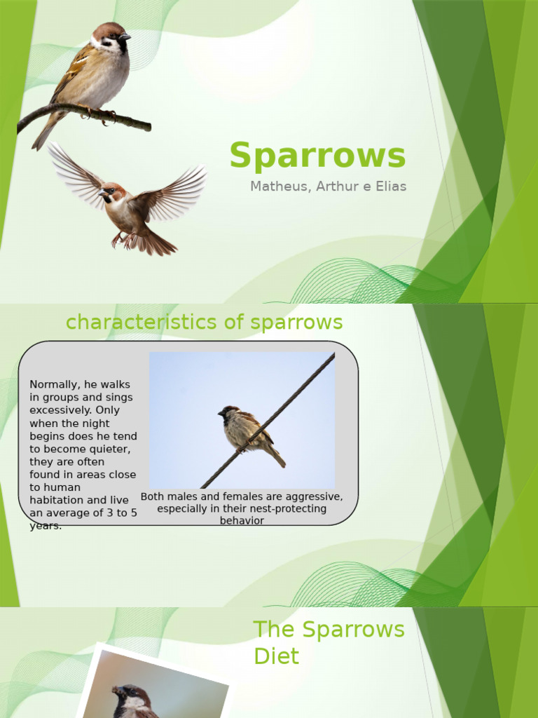Sparrows Work 2 | PDF
