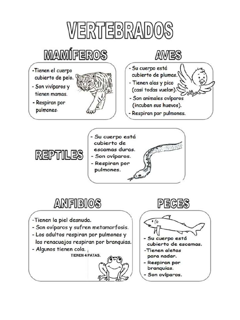 Animales Vertebrados e Invertebrados | PDF | Invertebrado | Anfibio