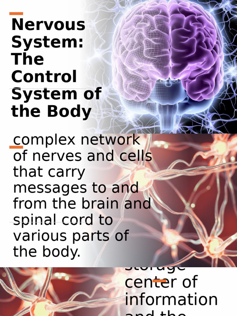 Overview of the Nervous System | PDF