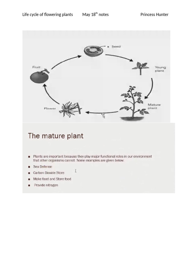 Life Cycle of Flowering Plants | PDF