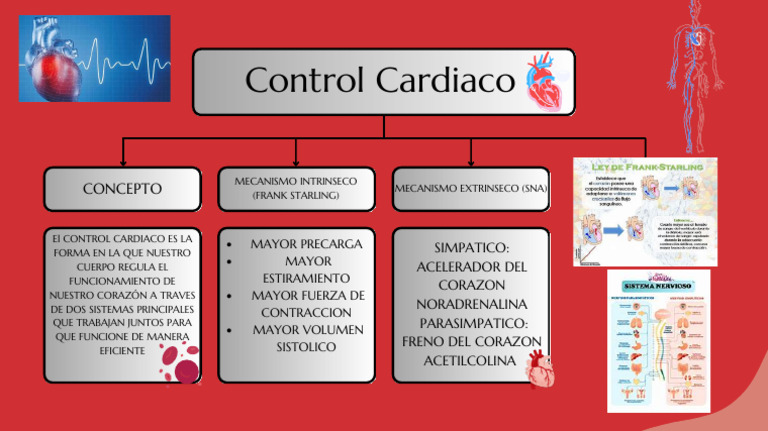 Control Cardíaco: Mecanismos Intrínsecos y Extrínsecos | PDF