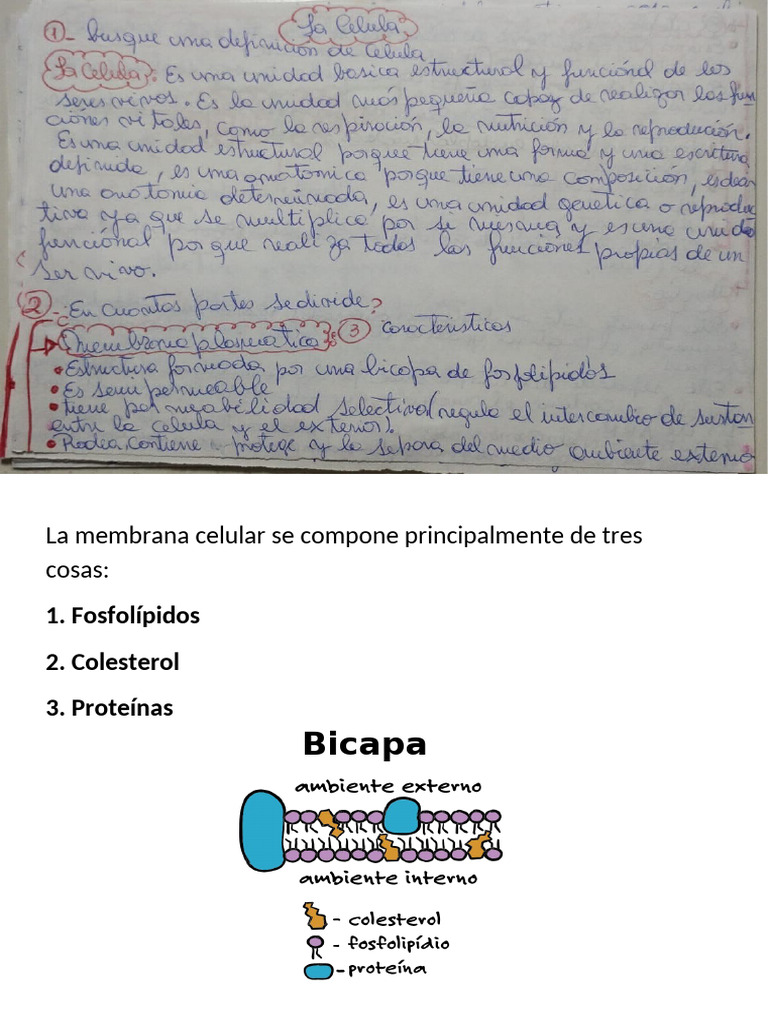 La Membrana Celular Se Compone Principalmente de Tres Cosas | PDF ...